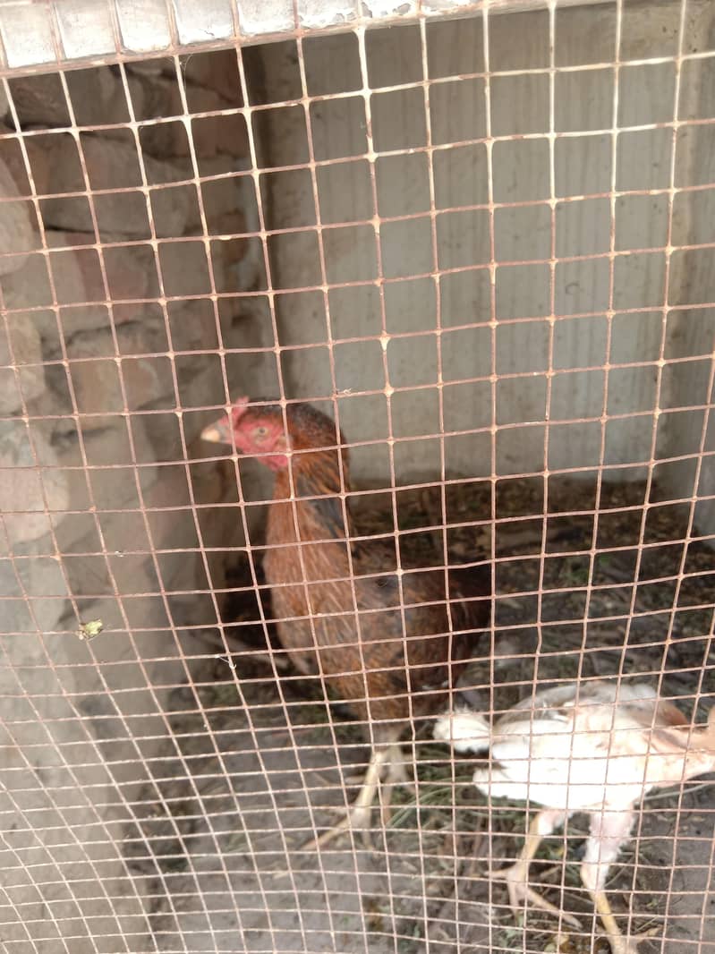 3 murgi - Hens - 1105270459