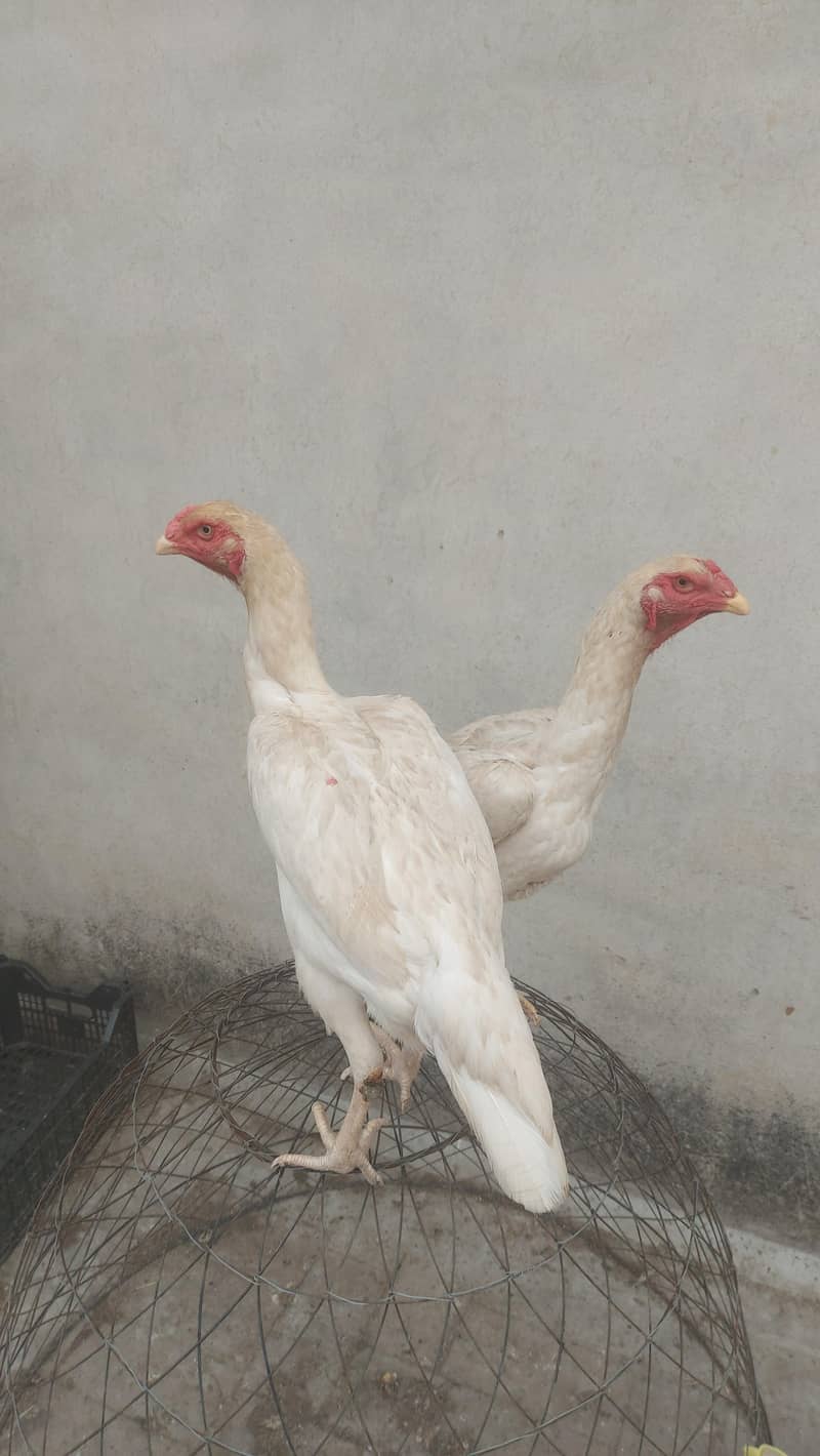 Pure White Shamo Females 8 Months Egg Laying 40000 per piece - Hens ...