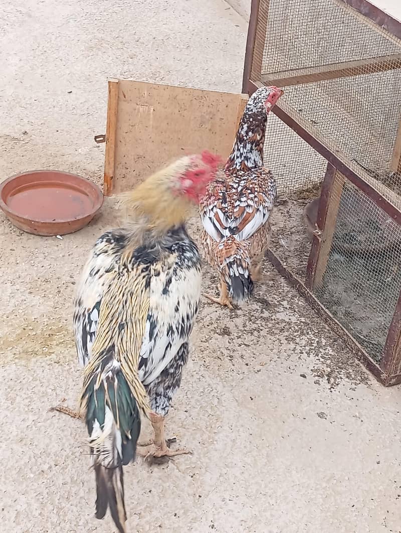 sindhi Murga Murghi Pair - Hens - 1105285656