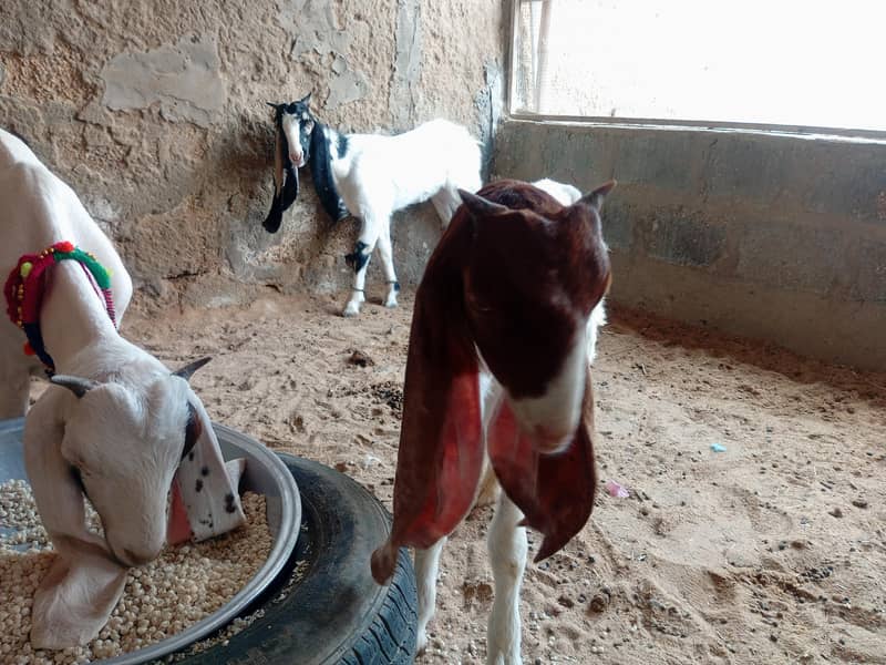 Kamori Bakri Pateri Bakra Breeder Pair | Kamori Cross Goat Kids - Goats ...