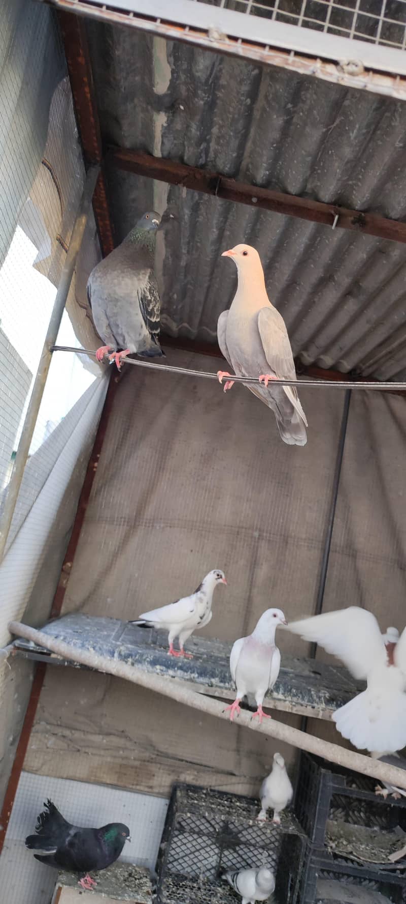 fancy peigon for sale - Pigeons - 1105353220