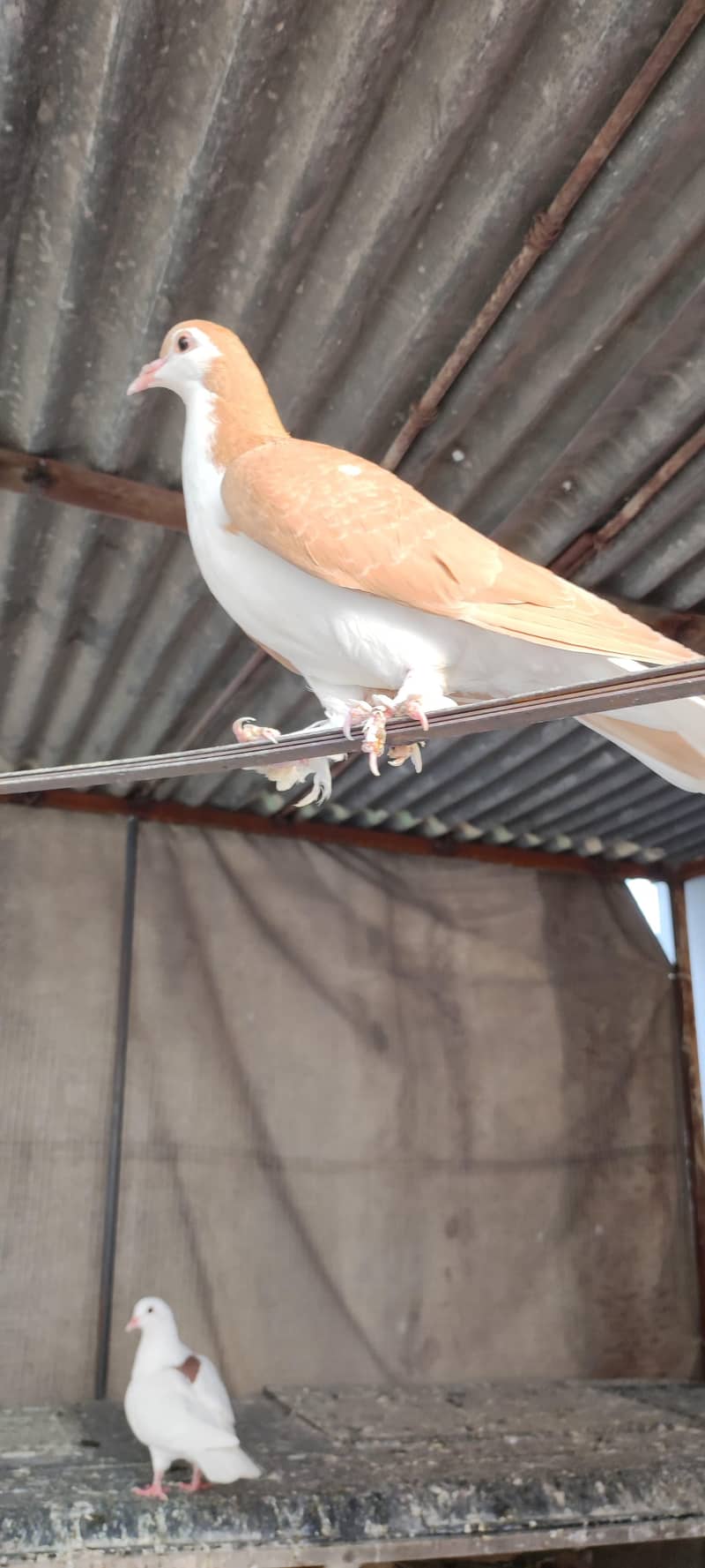 fancy peigon for sale - Pigeons - 1105353220