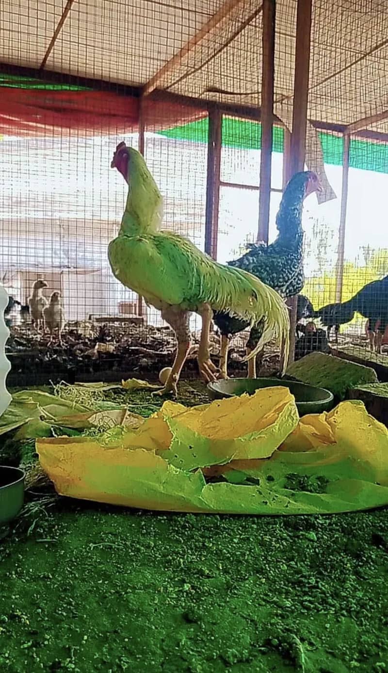 Chicks | Heera | Thai | Dragon | Shamoo | Shamo | Hera | Qadri Birds ...
