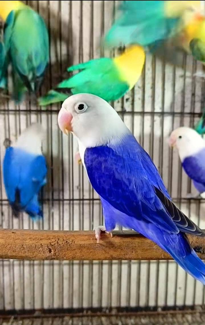 Parblue opline love birds breeder pair for sale - Parrots - 1104863963