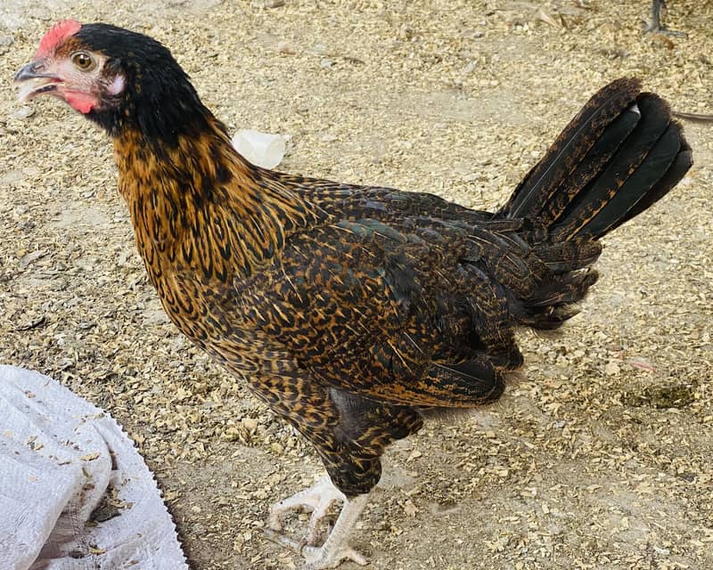 Golden Misri PATHI | Desi hen| Chicks| egg laying Murgi chuzay - Hens ...