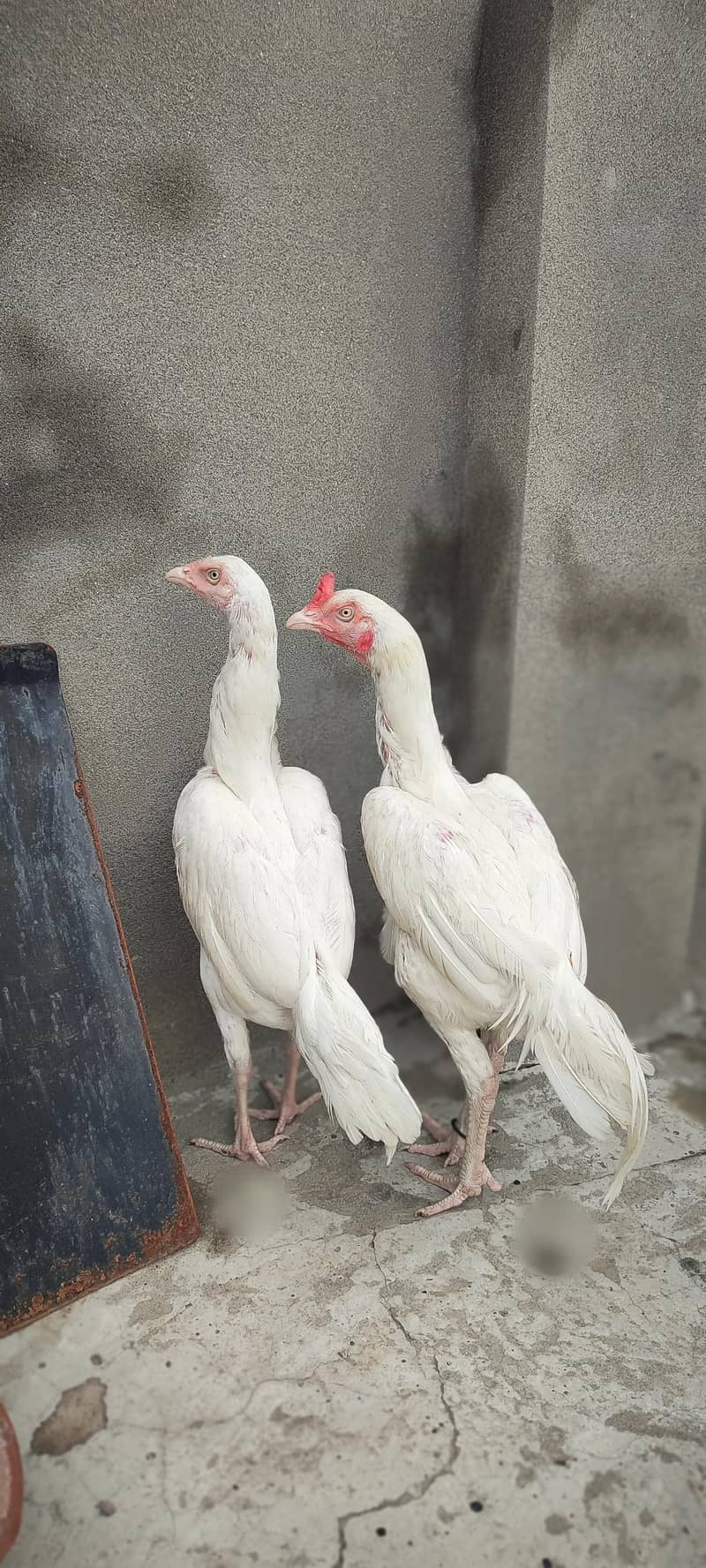 Aseel heera murga murgi - Hens - 1105465259