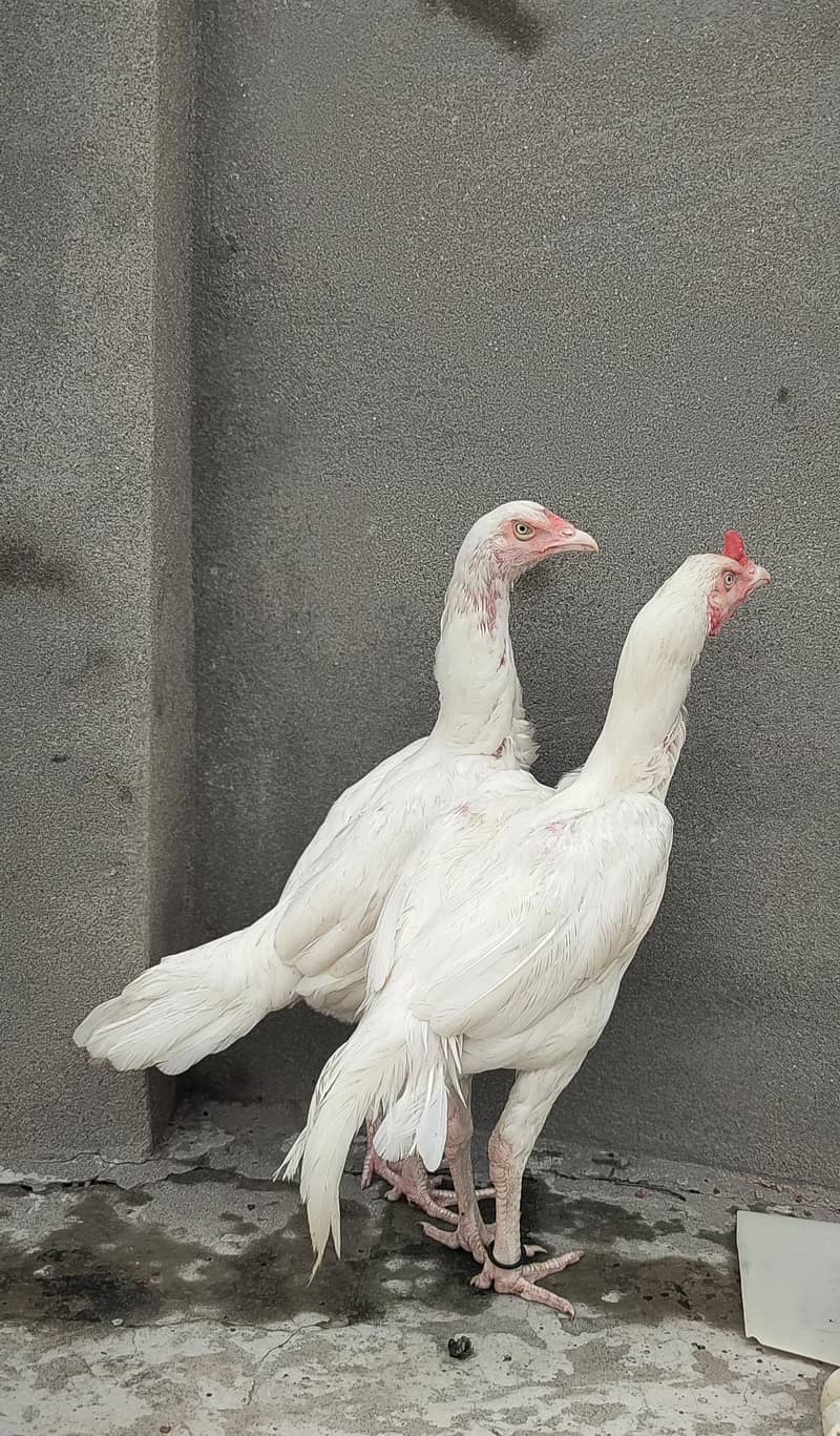 Aseel heera murga murgi - Hens - 1105465259