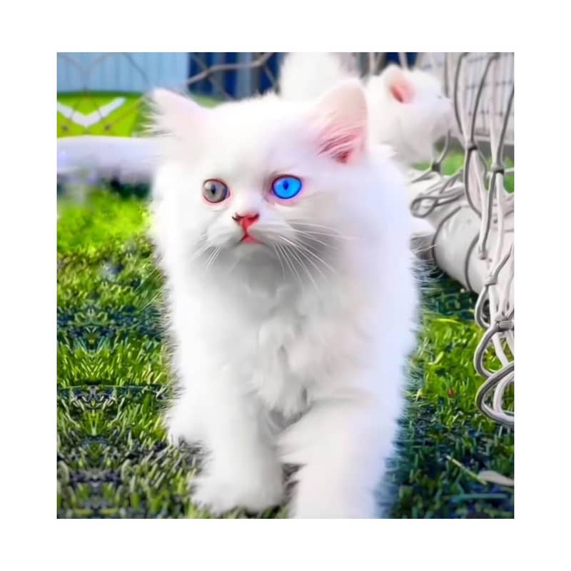 Persian hamalian british punch face piki face cat's and kitten's - Cats ...