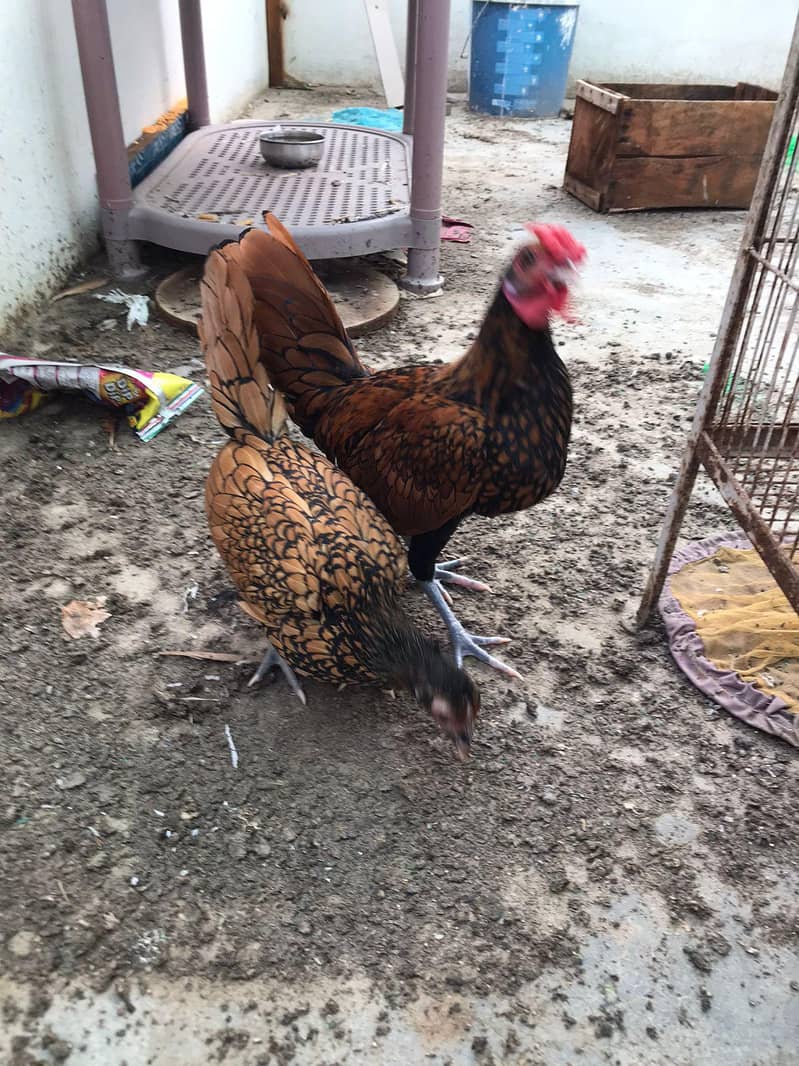 golden sebright breeding pair - Hens - 1105522209