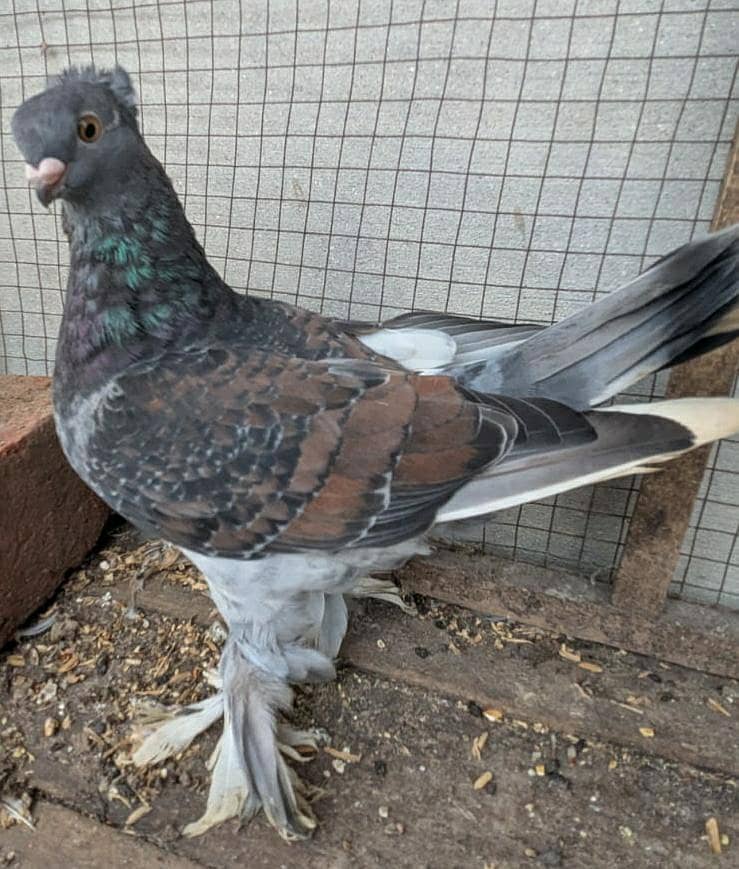 sentient female - Pigeons - 1105530119