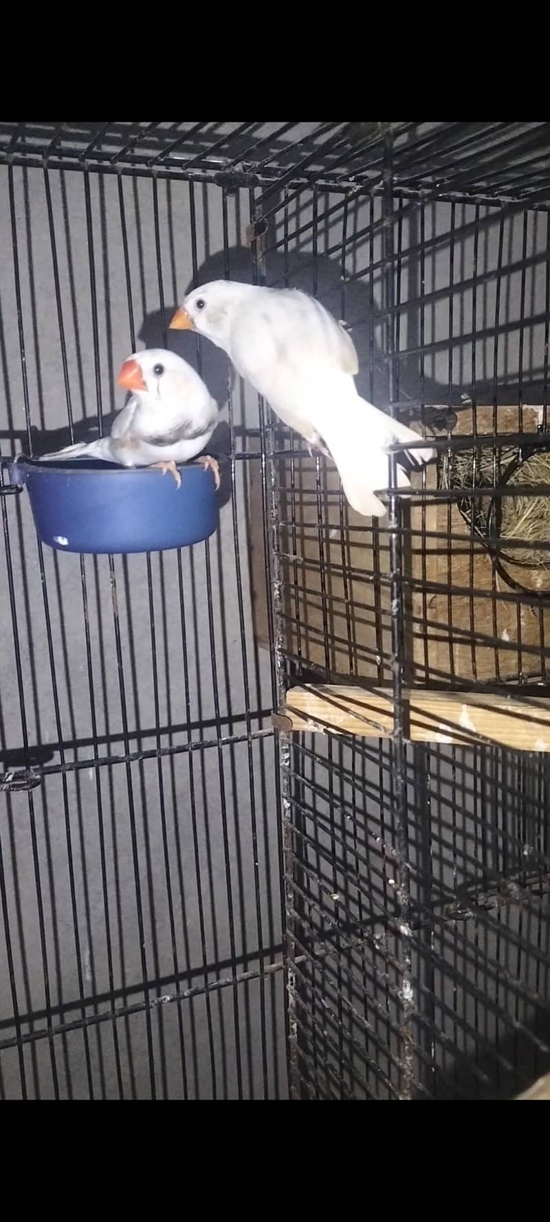 Parson finch,Fawn owl finch,Fawn sharftail,Albino sharftail - Finches ...