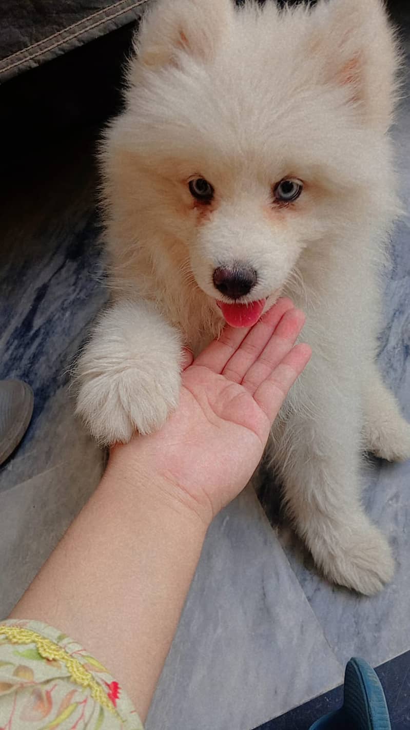 Pedigree Giant Samoyed Female Puppy / Female Dog for sale - Dogs ...