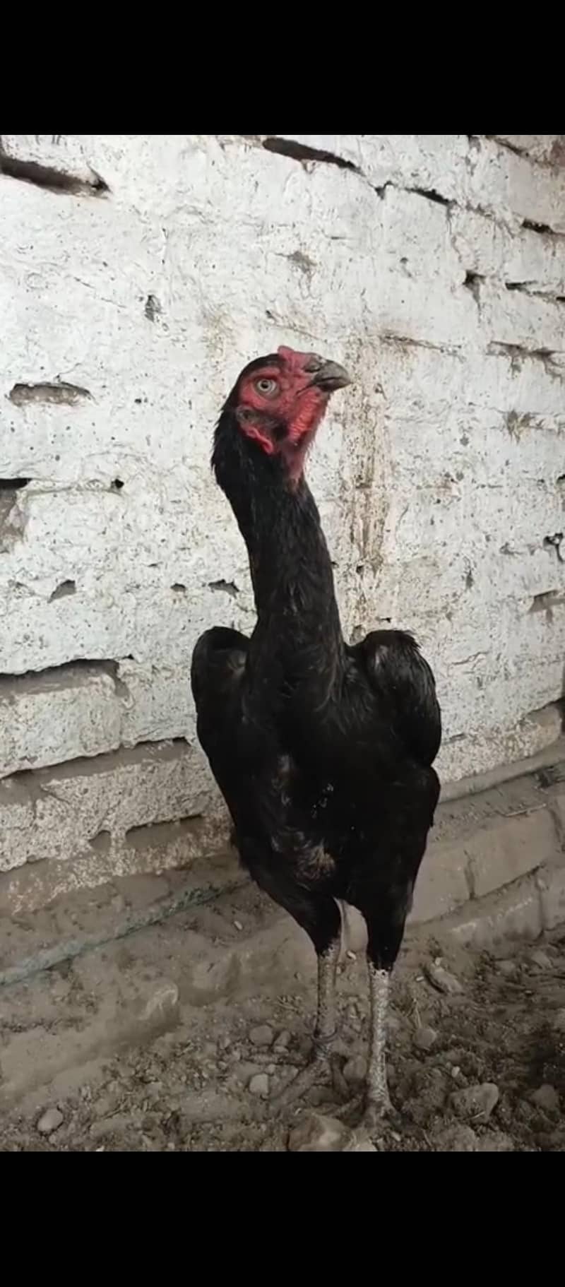 shamo females - Hens - 1105615692