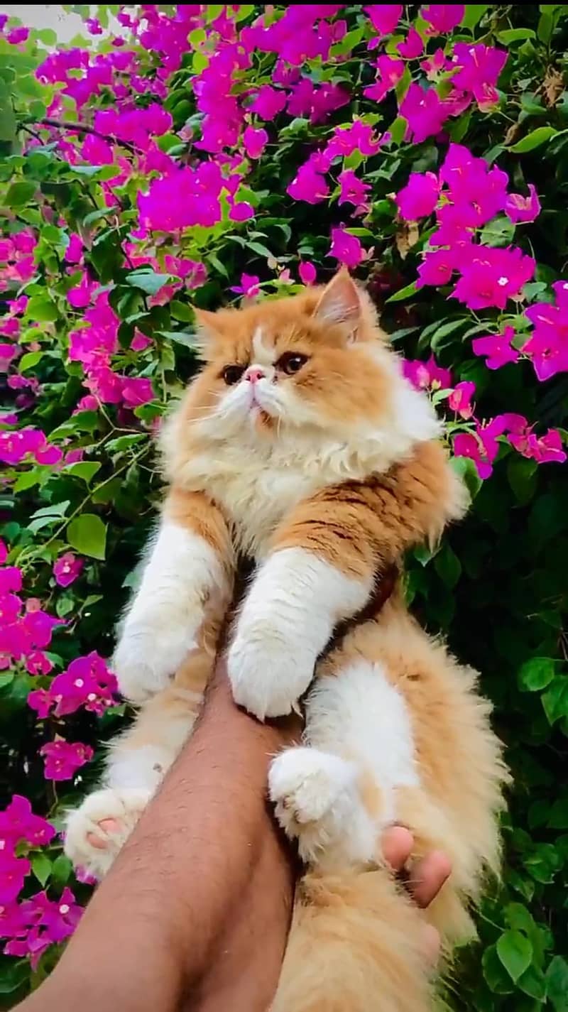 Peke Face Persian Cat Triple Coated Male cats - Cats - 1105615986