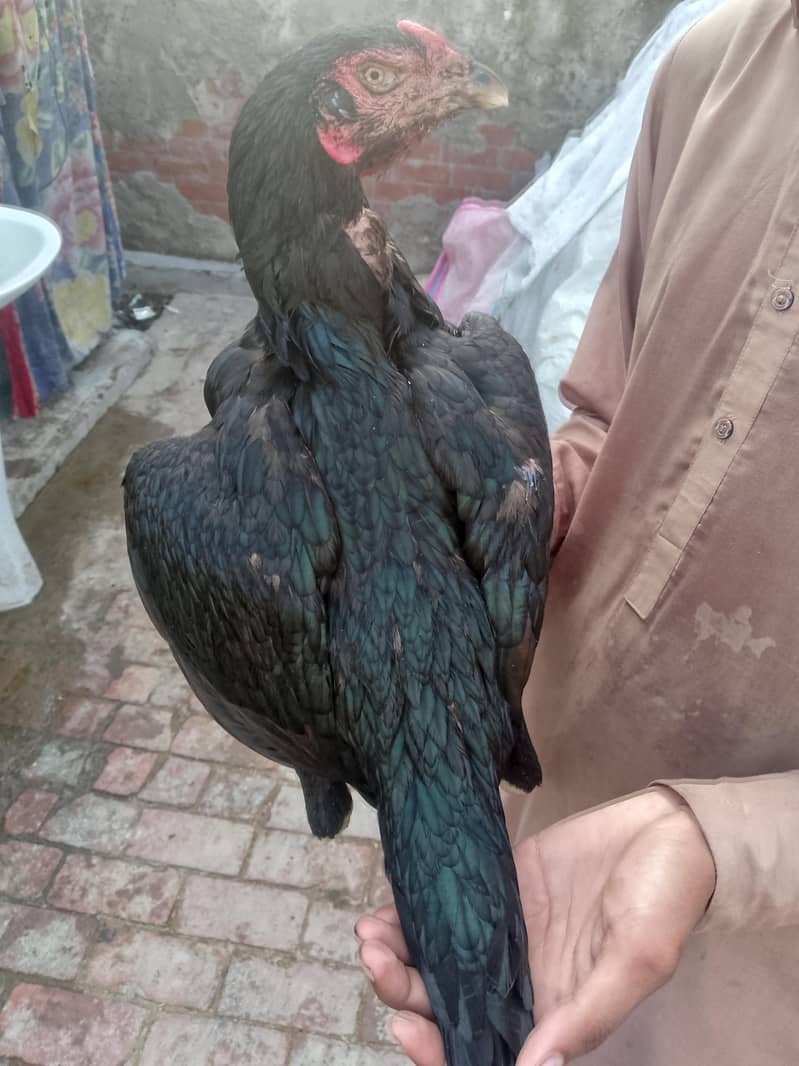 aseel Pakistani pakoi female - Hens - 1105261310
