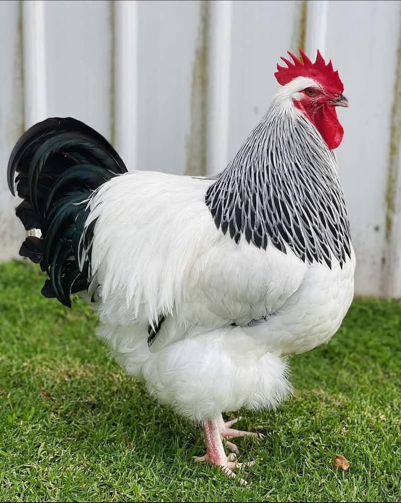 2 fimale 1 male parice final 10k hay03265405508 - Hens - 1105291056
