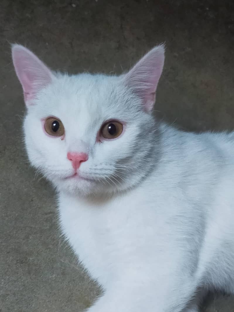 persion double coated - Cats - 1105630376