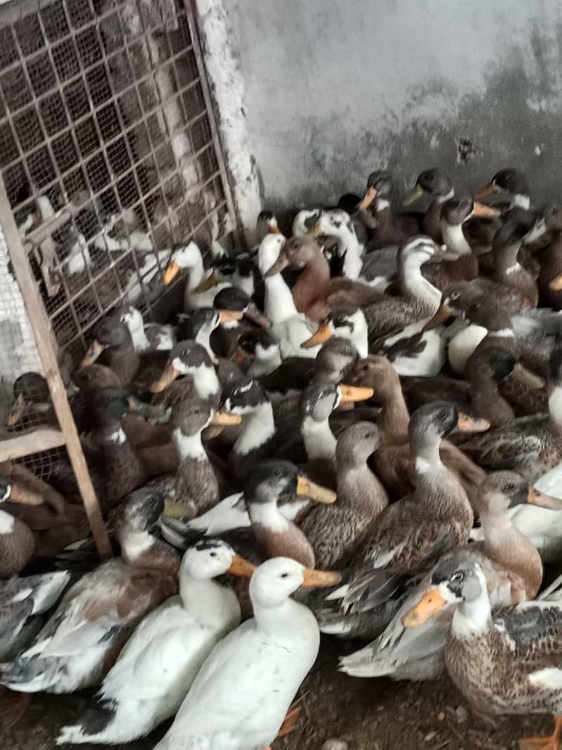 desi duck for sale Male price Rs800 par piece female per piece 1000 ...