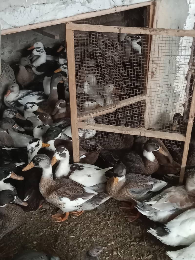desi duck for sale Male price Rs800 par piece female per piece 1000 ...