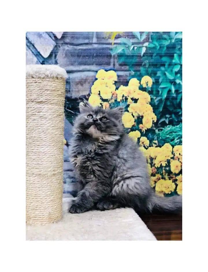 Persian hamalian british punch face piki face cat's - Cats - 1105668802
