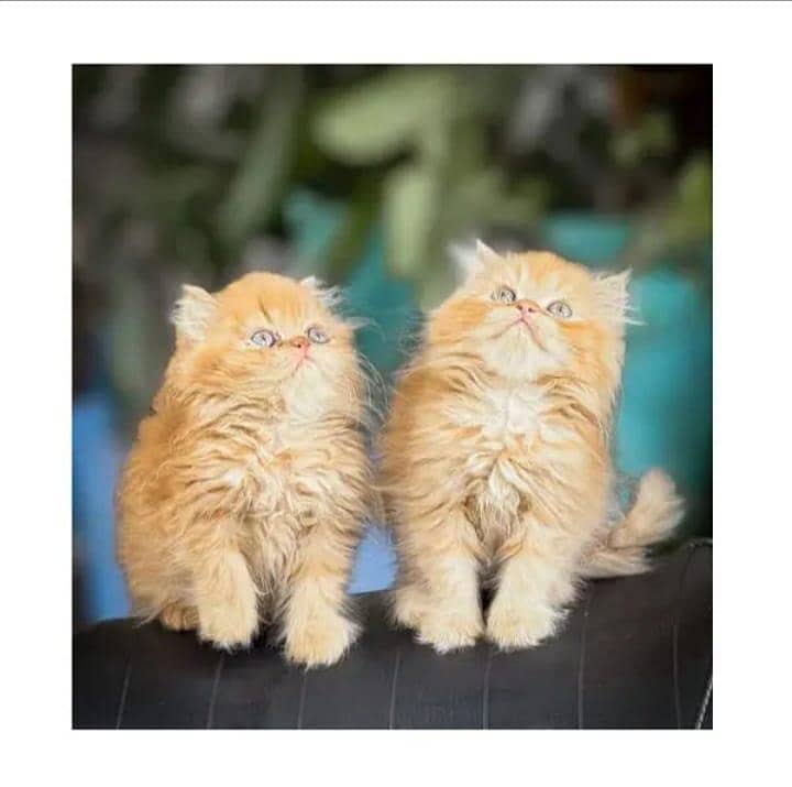 Persian hamalian british punch face piki face cat's - Cats - 1105668802