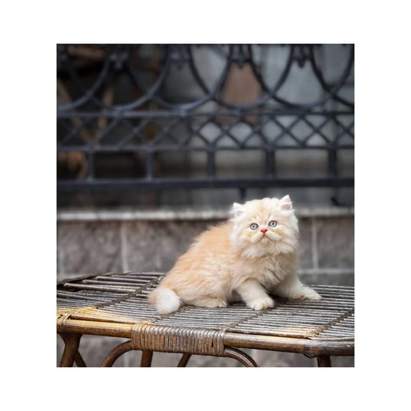 Persian hamalian british punch face piki face cat's - Cats - 1105668802