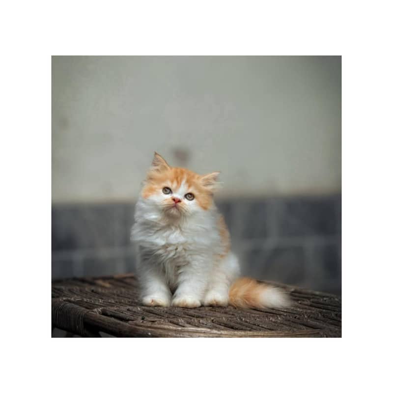 Persian hamalian british punch face piki face cat's - Cats - 1105668802