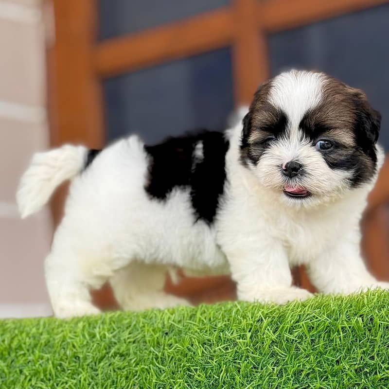 Shitzu puppies for sale - Dogs - 1105670197