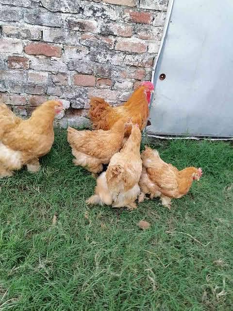 golden heavy buff chicks - Hens - 1105672946