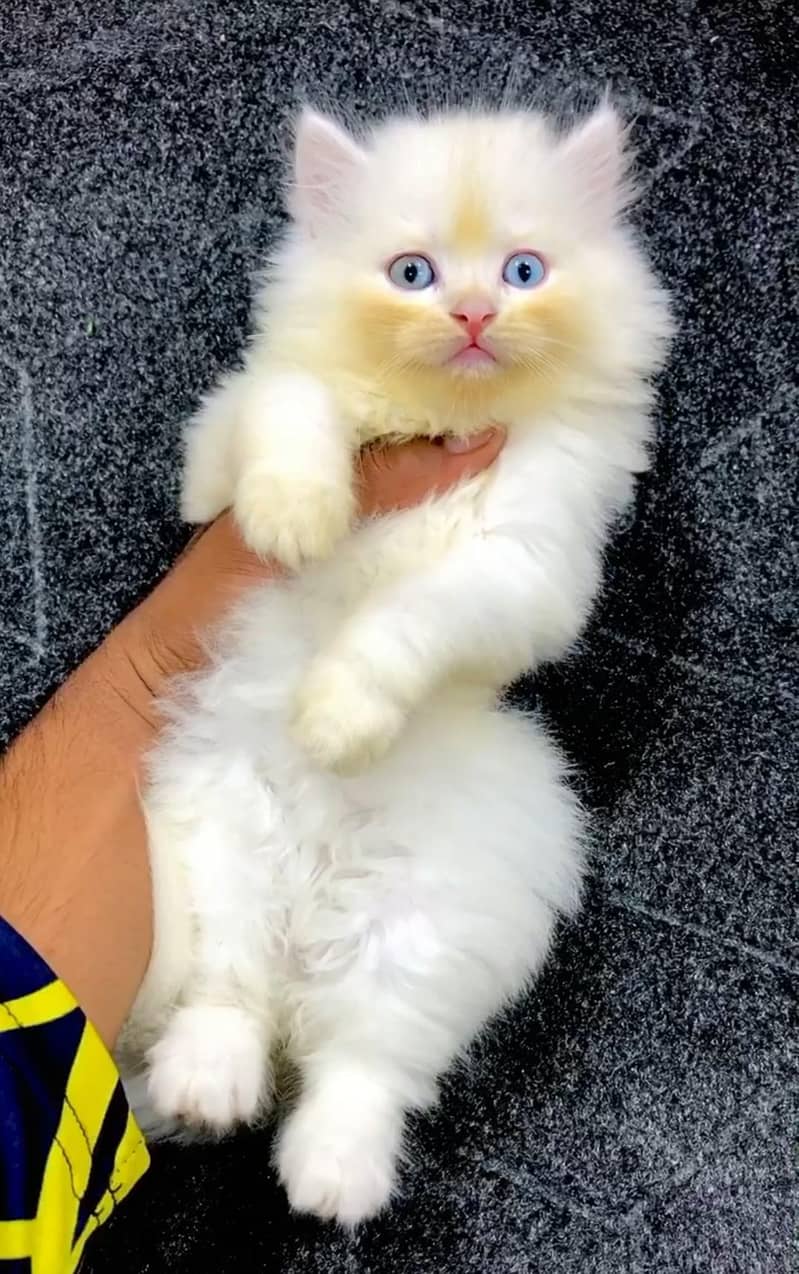 Persian kitten Punch Face Triple Coated Female - Cats - 1105683329