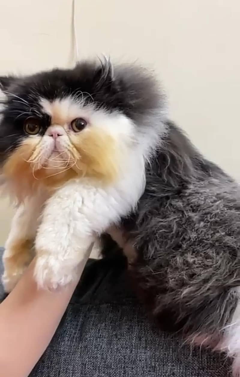 Peke Kitten Cat Triple Coated Persian - Cats - 1105687916