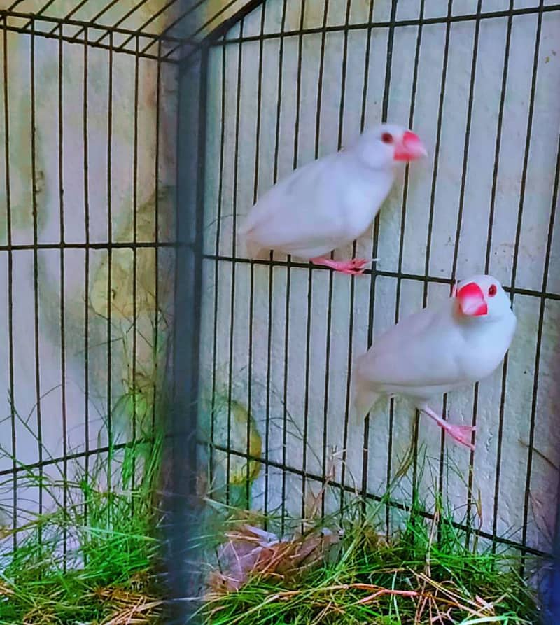 white java finch and aseel heera - Finches - 1105698398