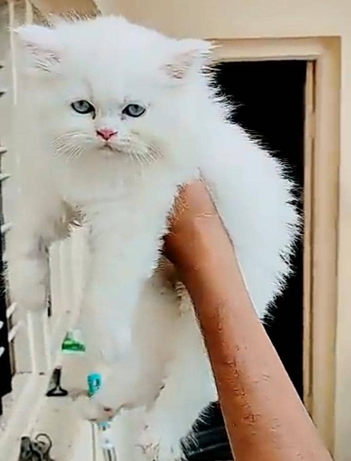 Persian cat panch face later train WhatsApp number 03700498118 - Cats ...