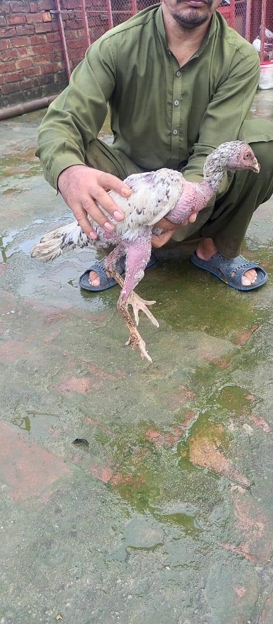 aseel pathy pathiyan for sale - Hens - 1105752417