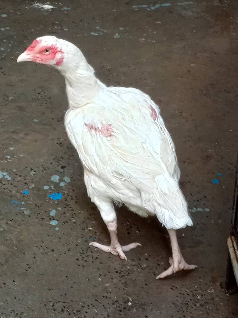 heera murgi Hera hen 03078071654 - Hens - 1105595989