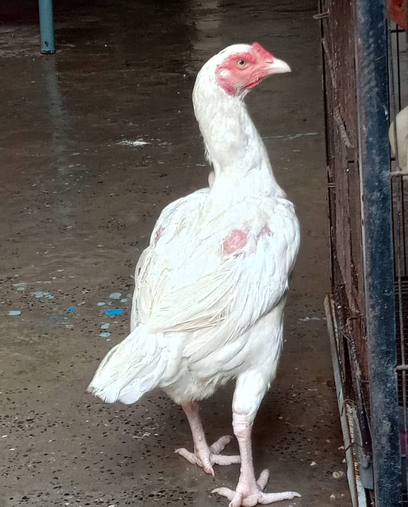 heera murgi Hera hen 03078071654 - Hens - 1105595989