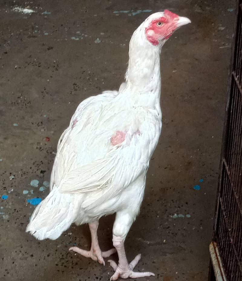 heera murgi Hera hen 03078071654 - Hens - 1105595989