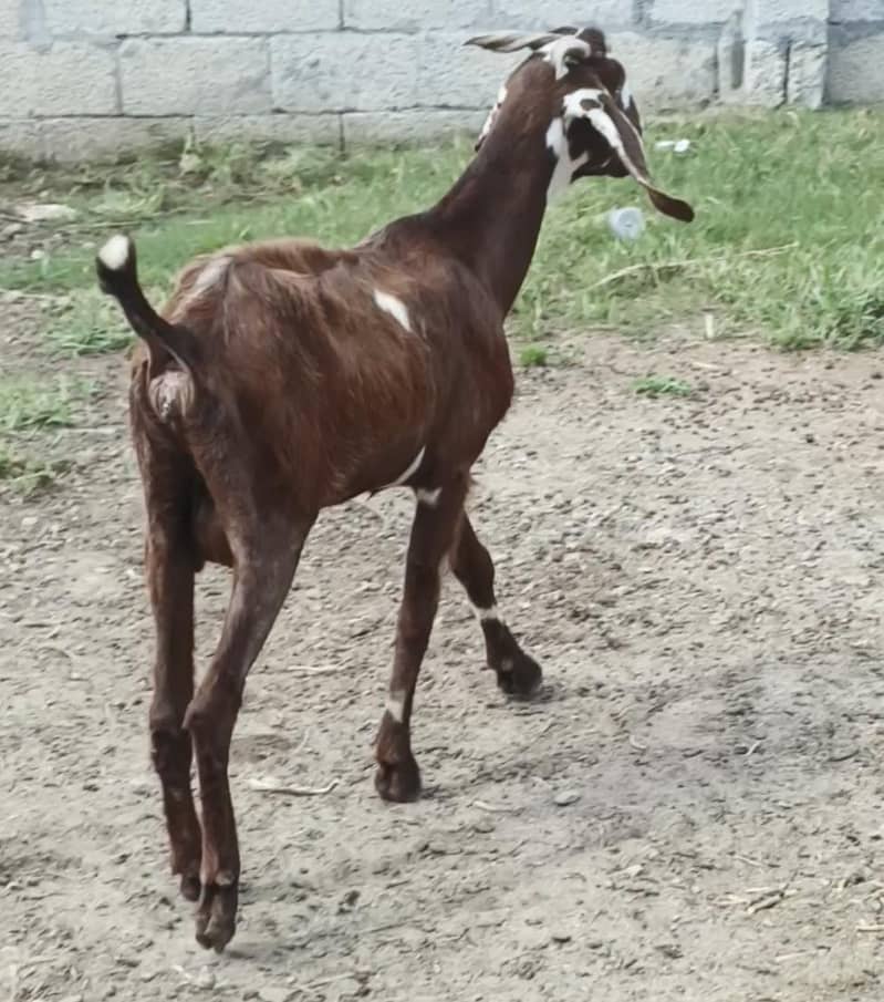Gabban Bakrian for sale in Islamabad - Goats - 1105774241