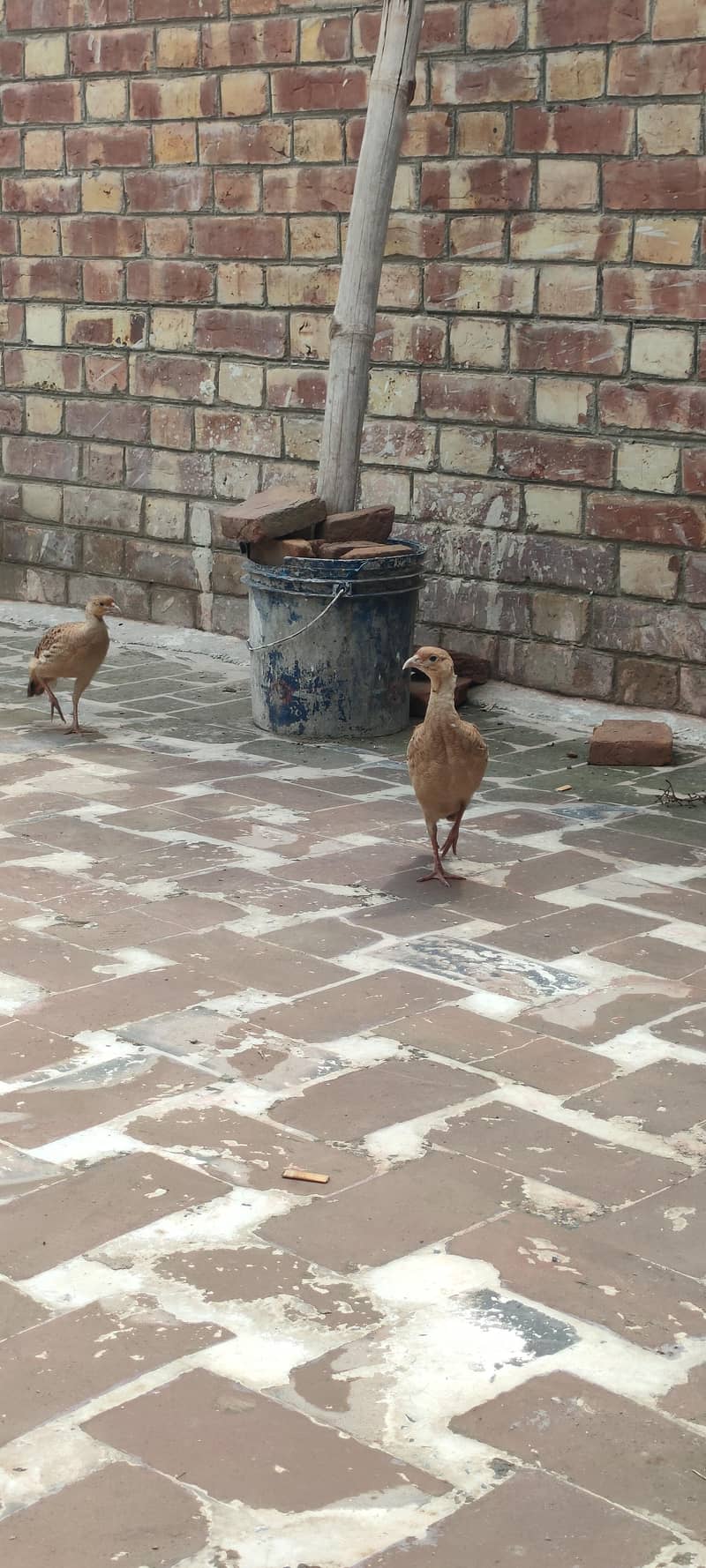 Irani tetar pair - Other Birds - 1103781236