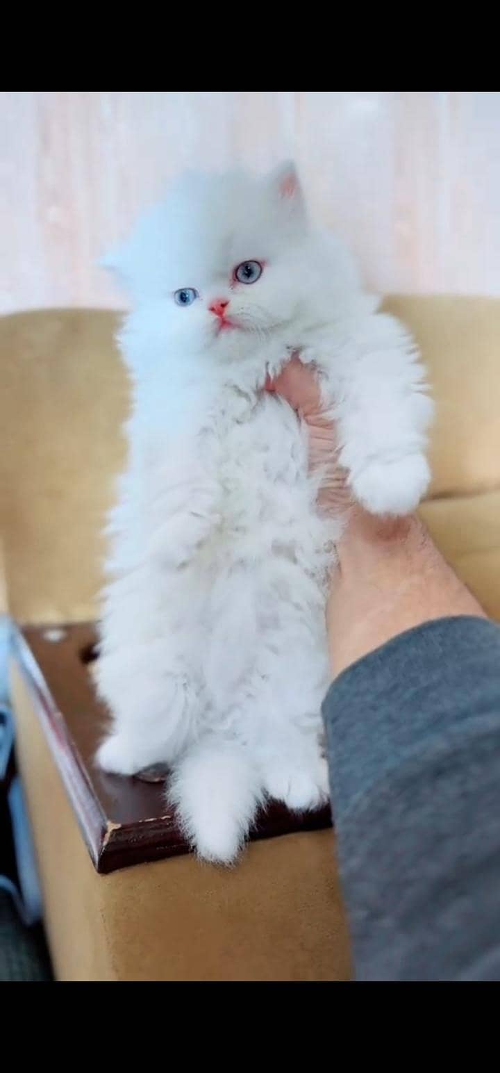 Quality Persian Punch face cat & Kittens 03234414509 WhatsApp - Cats ...