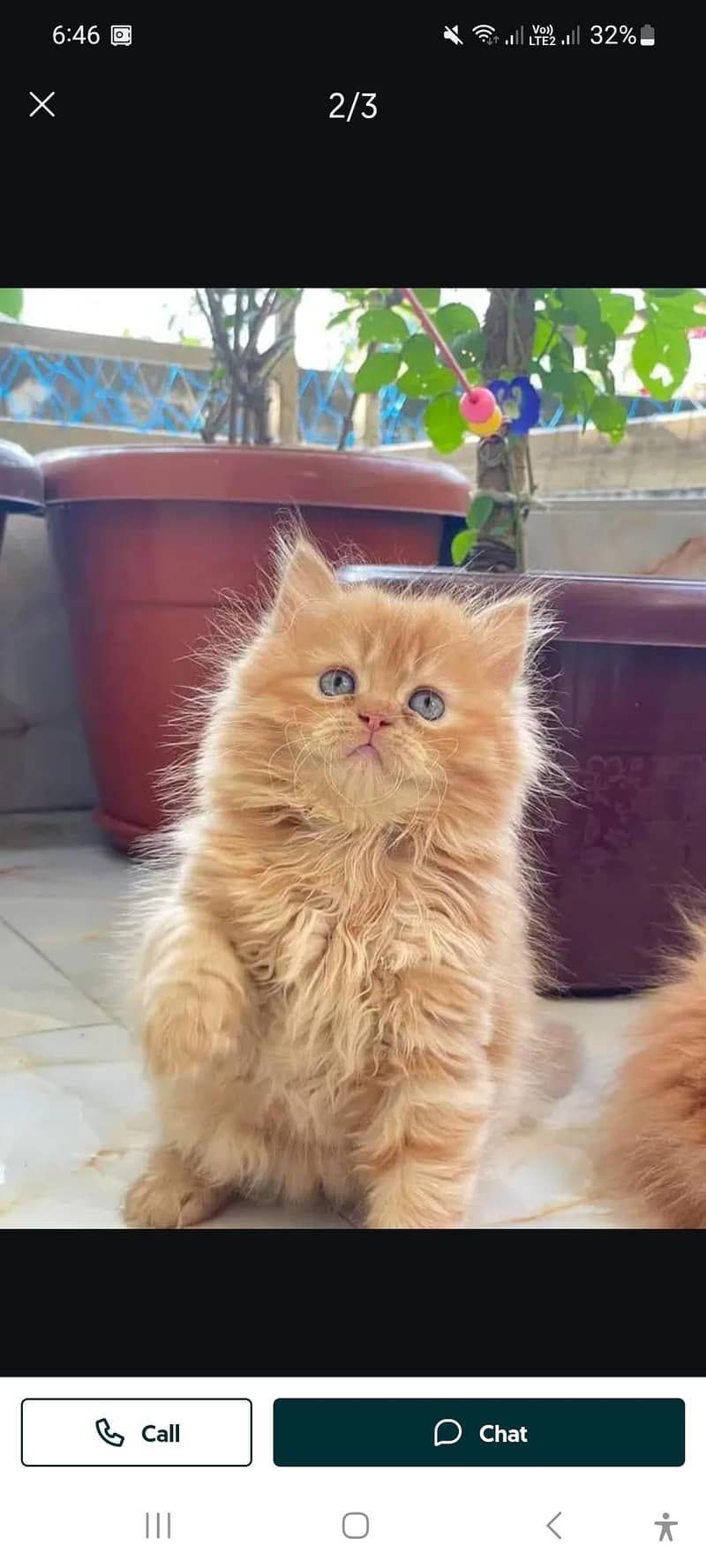 kittne blue eye punch face 3coat - Cats - 1105061690