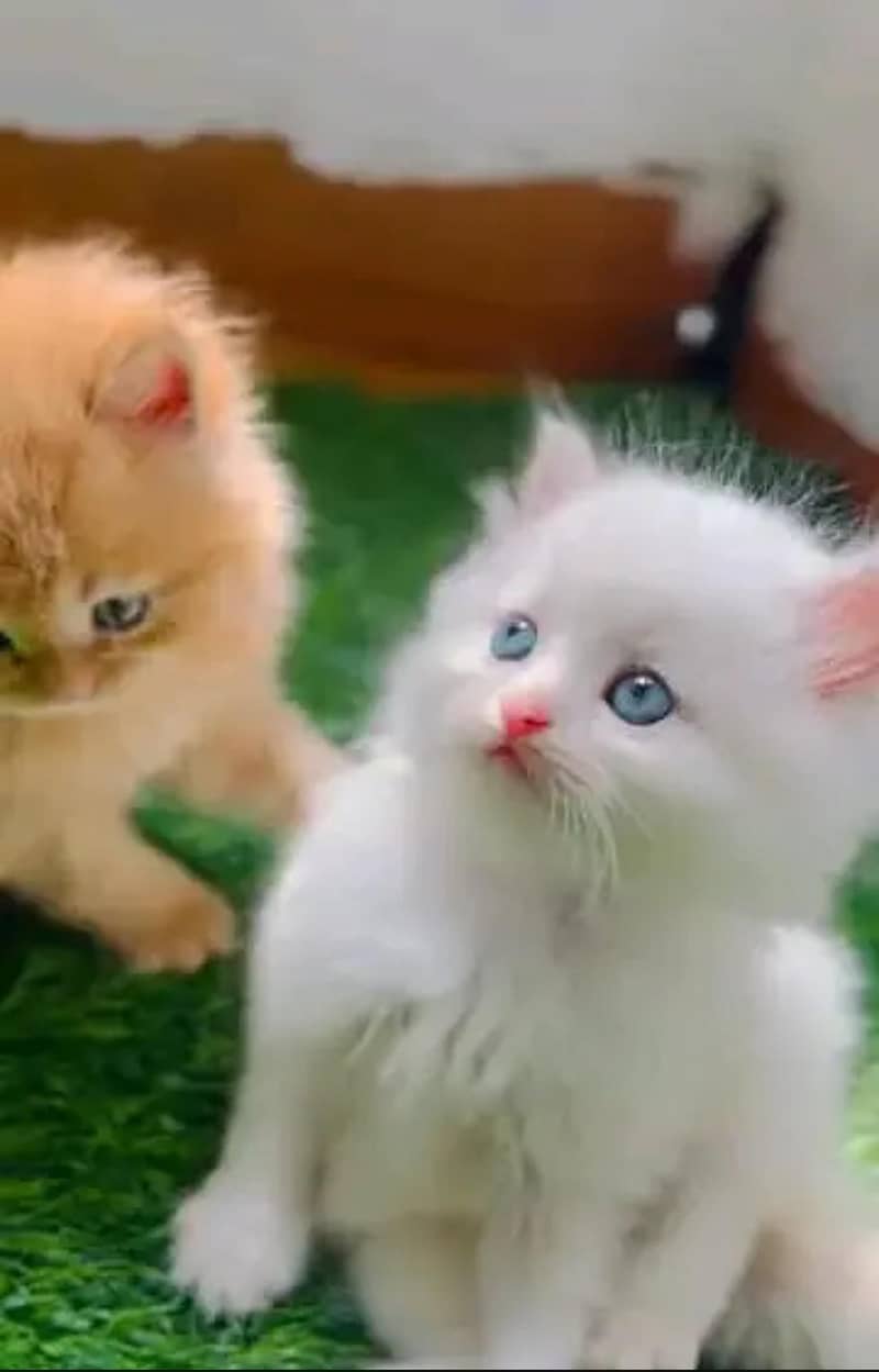 kittne blue eye punch face 3coat - Cats - 1105061690