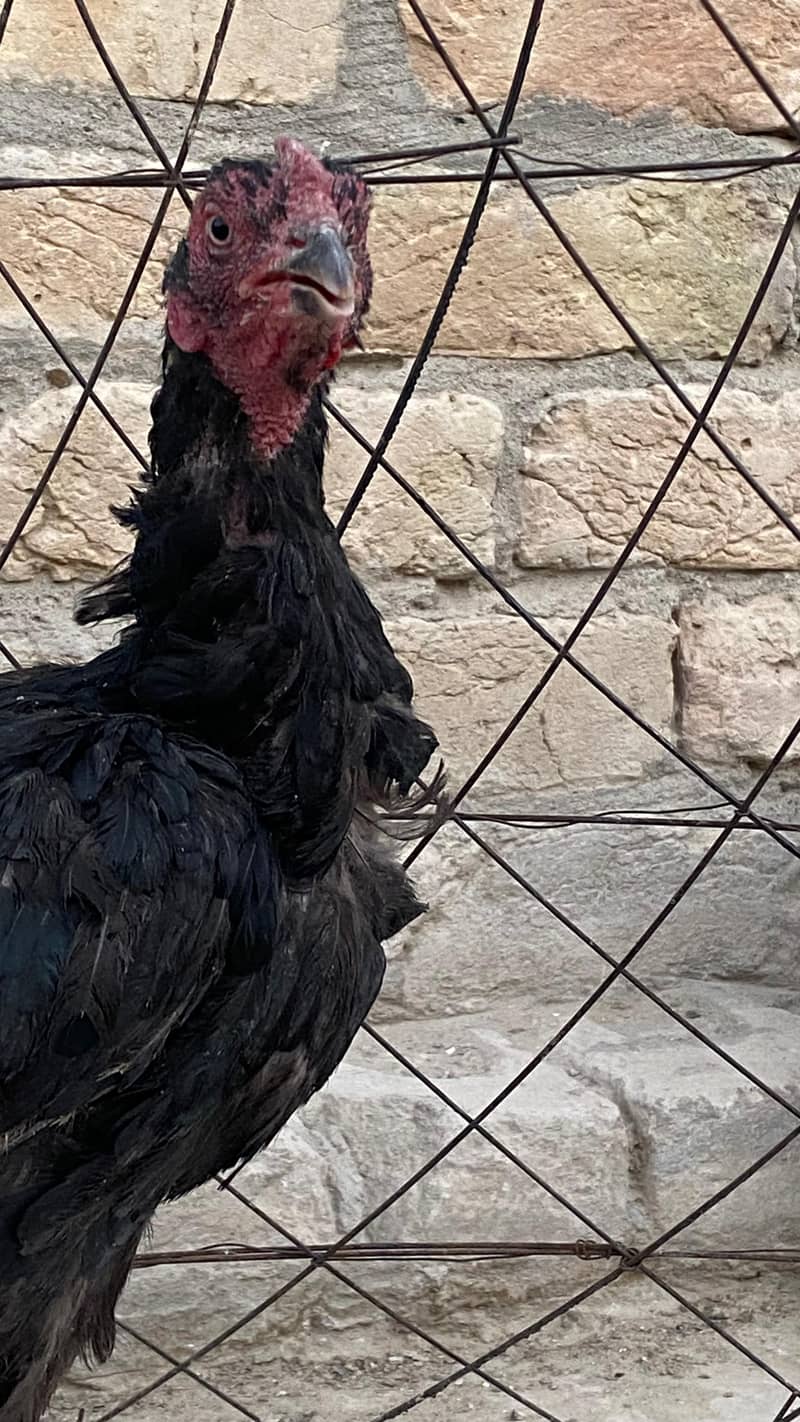 shamo aseel - Hens - 1105832859