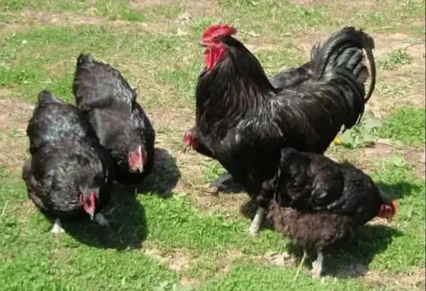 australorp heritage australop blue and black eggs - Hens - 1105927995