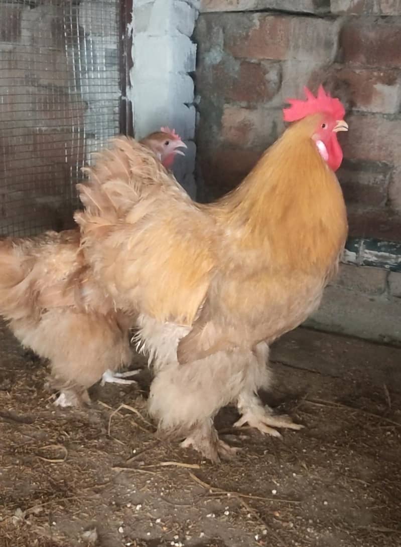 golden buff set 1+2 - Hens - 1105940906