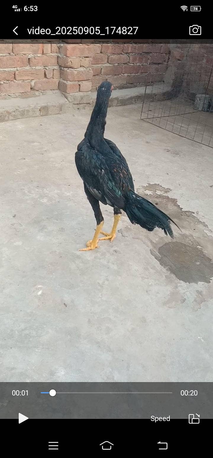 pure Pakistani black patha Active and healthy - Hens - 1105942210