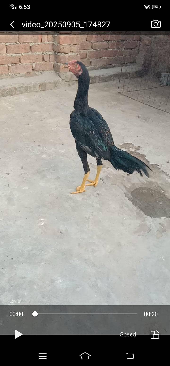 pure Pakistani black patha Active and healthy - Hens - 1105942210
