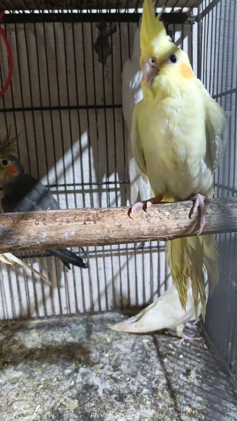 cocktail raw parrot talking male plump head chicks - Parrots - 1105942963