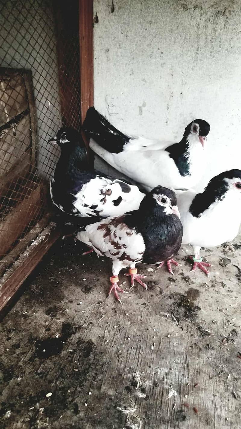 healthy & active pigeon for sale - Pigeons - 1105944038