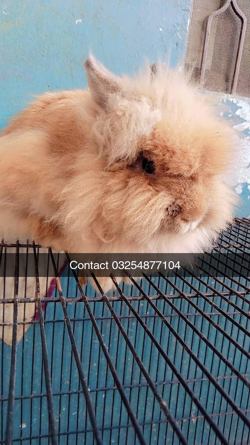 Lion Headed dwarf breeder male - Rabbits - 1105949508